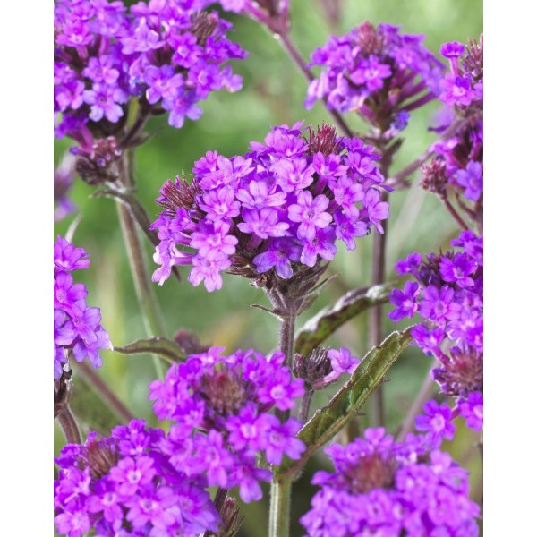 Verbena plants for sale UK | Vervain