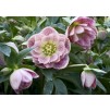 Connoisseur Helleborus Plants Collection - Pack of FOUR assorted Double ...