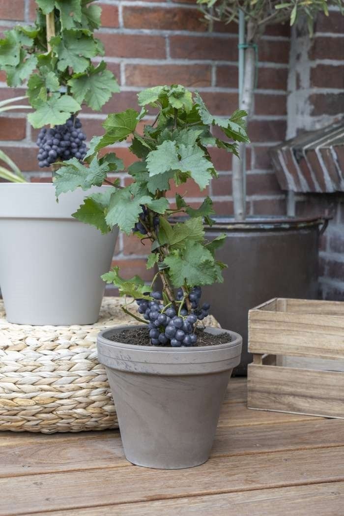 Dwarf Grape Vine - Vitis Pixie - Pinot Noir