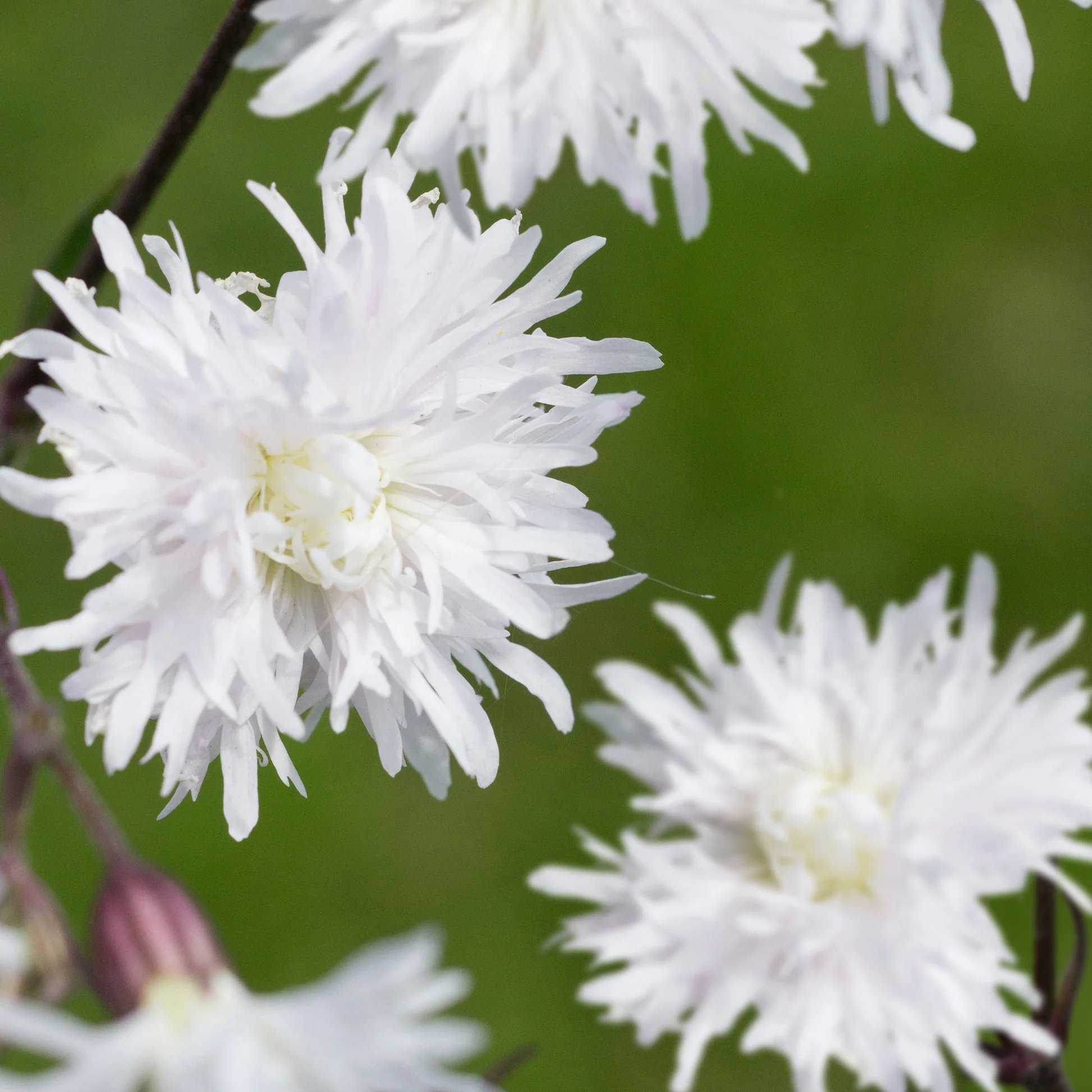 Lychnis Petite Henri