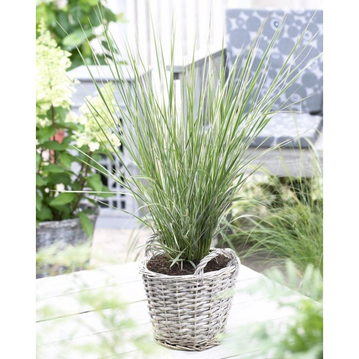 Calamagrostis acutiflora 'Overdam' - Feather Reed Grass