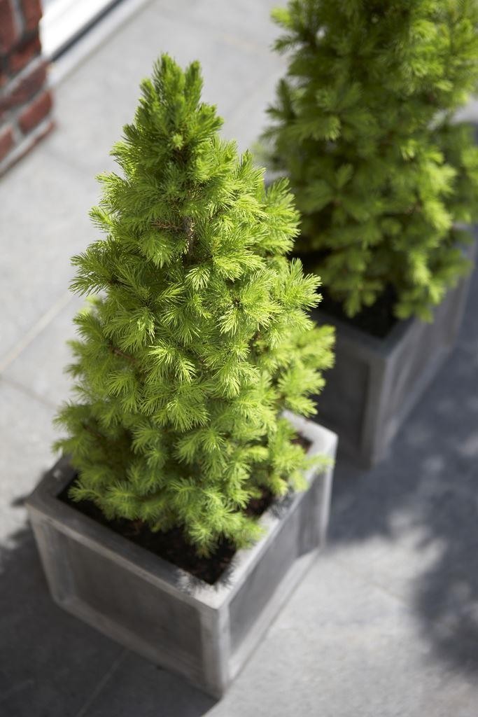 Picea glauca Conica - Dwarf alberta Spruce