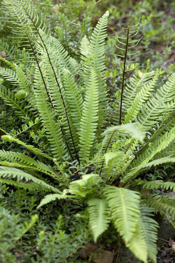 Blechnum spicant - Hard Fern