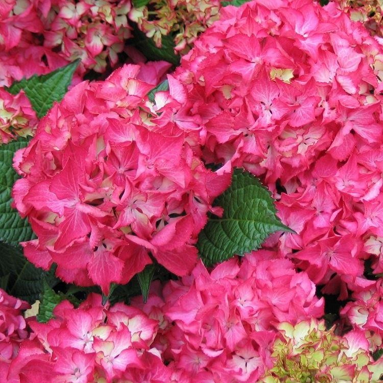 Hydrangea macrophylla 'Magical Candy Rock' - Large Flowered Mophead ...
