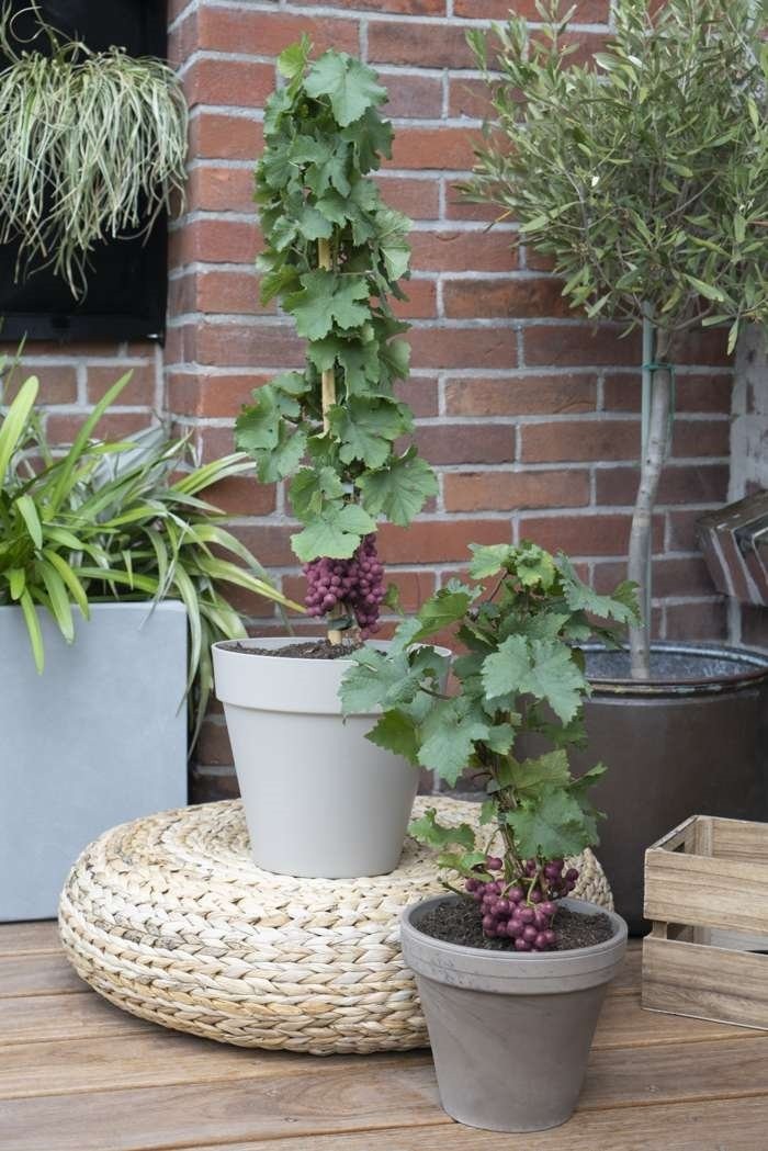 Dwarf Grape Vine - Vitis Pixie - Cabernet Franc