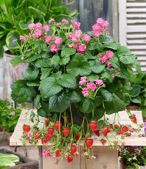 Summer Breeze Strawberry Collection - 12 Plants