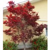 Acer palmatum Red Emperor - Japanese Maple - LARGE circa 120cm