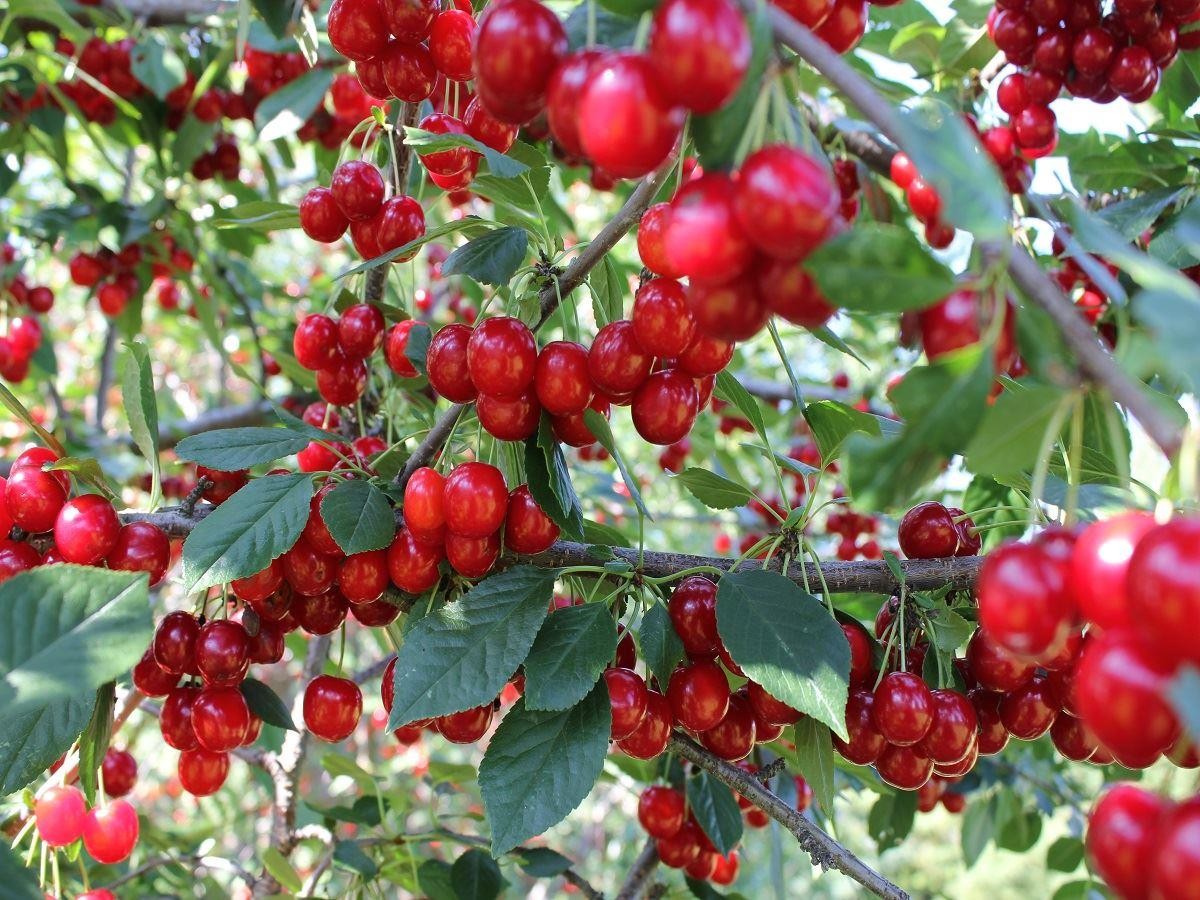 CHERRY TREE - Multi-Variety Fruit Tree - CHERRY - 5 varieties on one Tree!