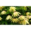 Clematis koreana Amber