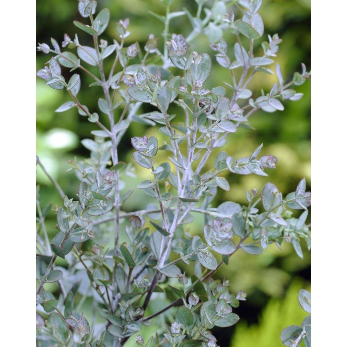 Eucalyptus gunnii - Cider Gum