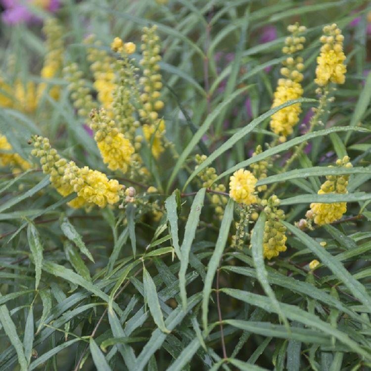 Mahonia Soft Caress - Spineless Evergreen Mahonia Shrub