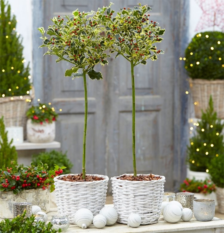 PAIR of Festive Patio Holly Trees 'Argentea Varigata' with Planter Baskets