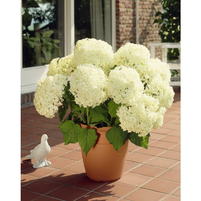 Hydrangea arborescens Annabelle - Large Specimen