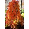 Acer palmatum Cascade Gold - Golden Foliage Weeping Waterfall Japanese ...