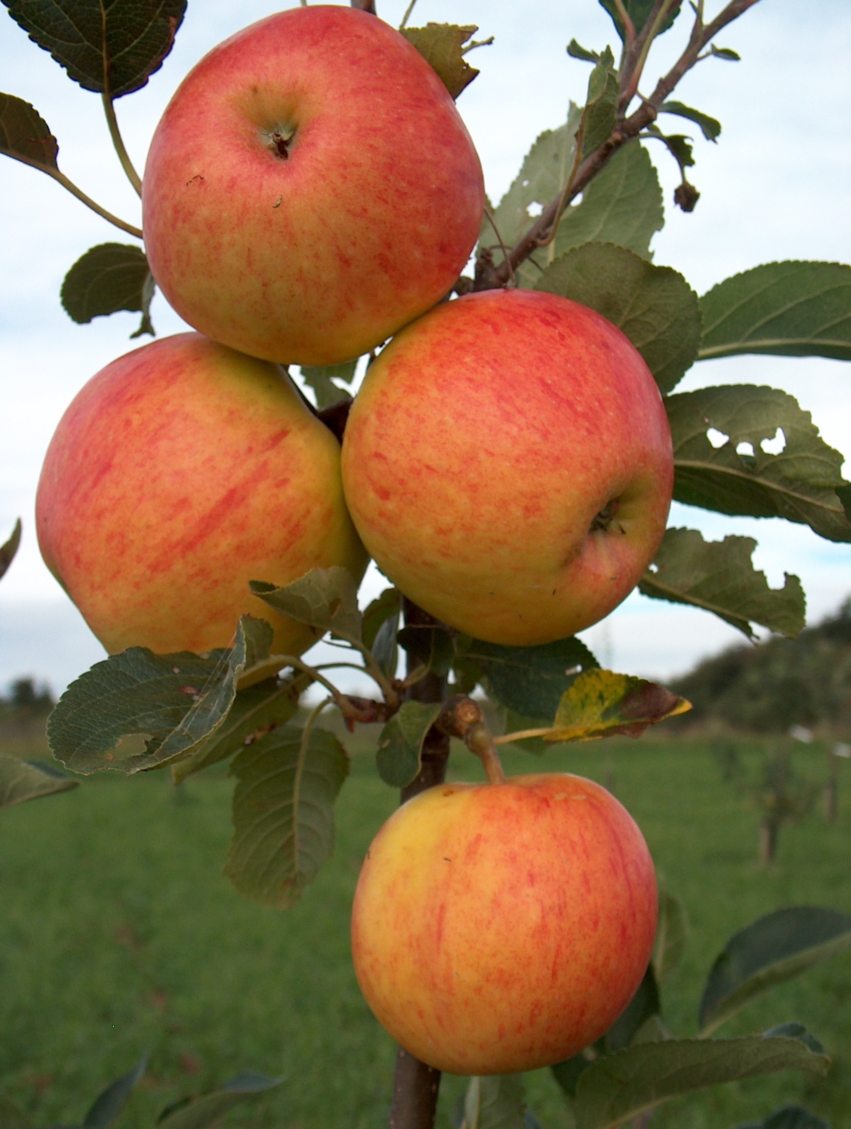 Best of British Fruit Tree Trio - Grown For Flavour - Pack of THREE