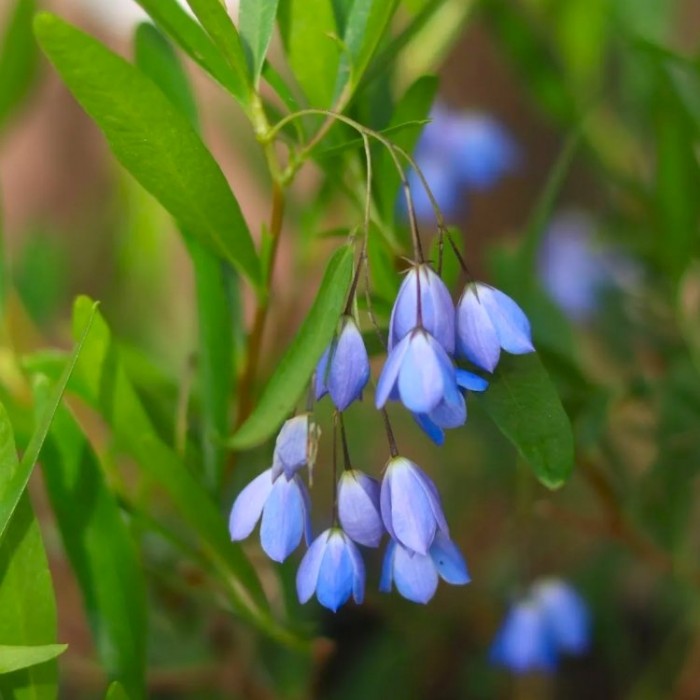 Sollya Heterophylla - Bluebell Creeper