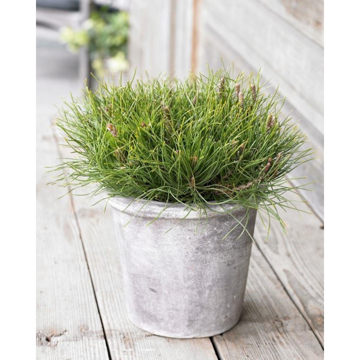 Pinus mugo Mughus - Dwarf Mountain Mugho Pine LARGE