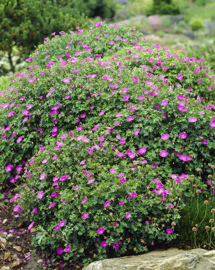 Geranium sanguineum Max Frei - Hardy Geranium