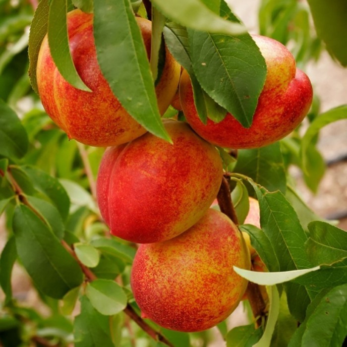 The Best Stone Fruit Trees Collection - Pack of FOUR - Peach, Plum ...