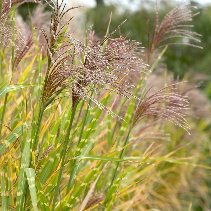 Miscanthus sinensis strictus 'Zebrinus' - Zebra Grass