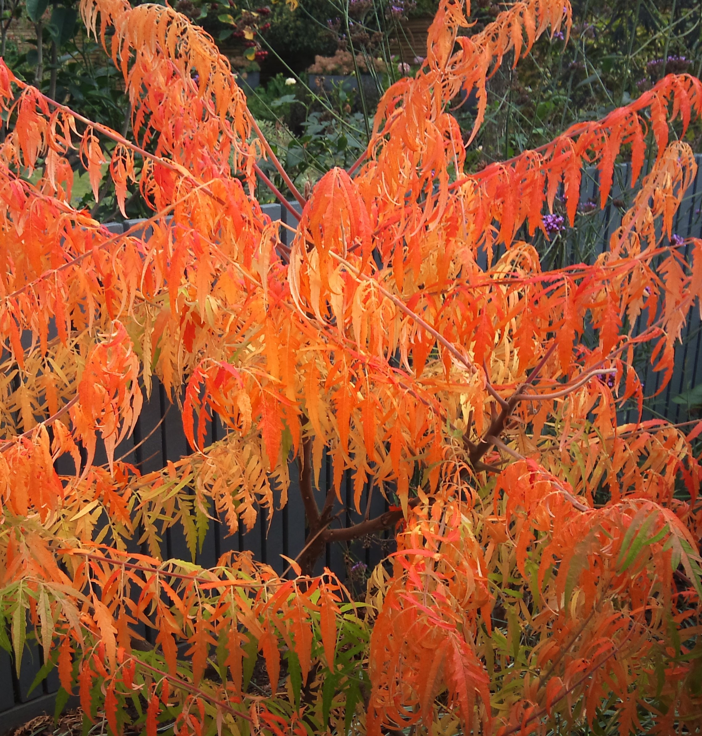 Rhus typhina dissecta - Tiger Eyes - Staghorn Sumac