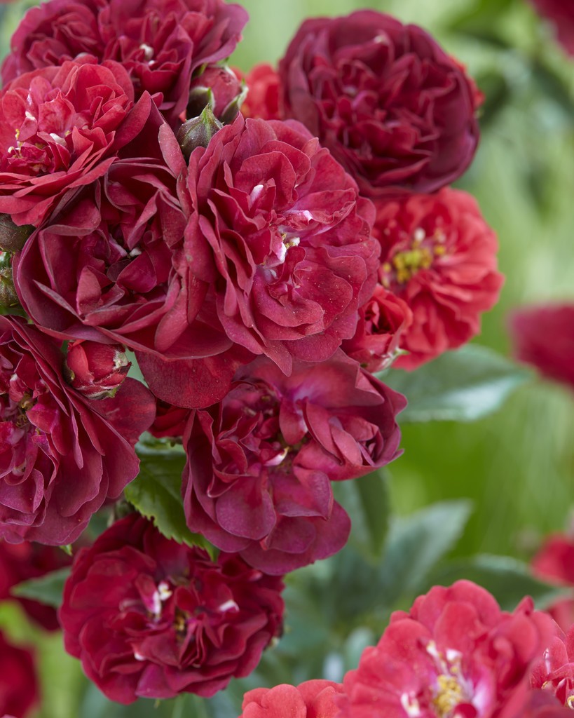 Rose Red the Fairy - Fairy King Floribunda Ground cover Rose
