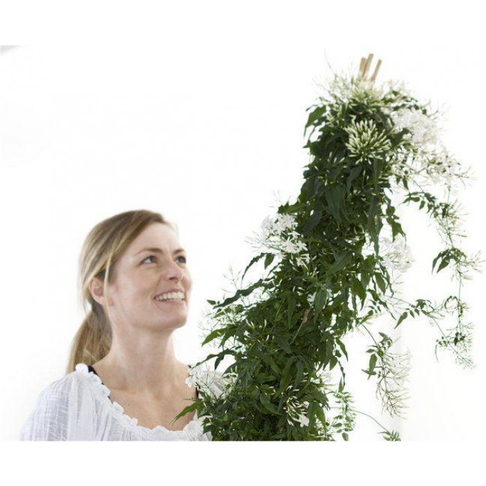 Perfumed Chinese Jasmin - Large 100-120cm Pyramid - Jasminium ...