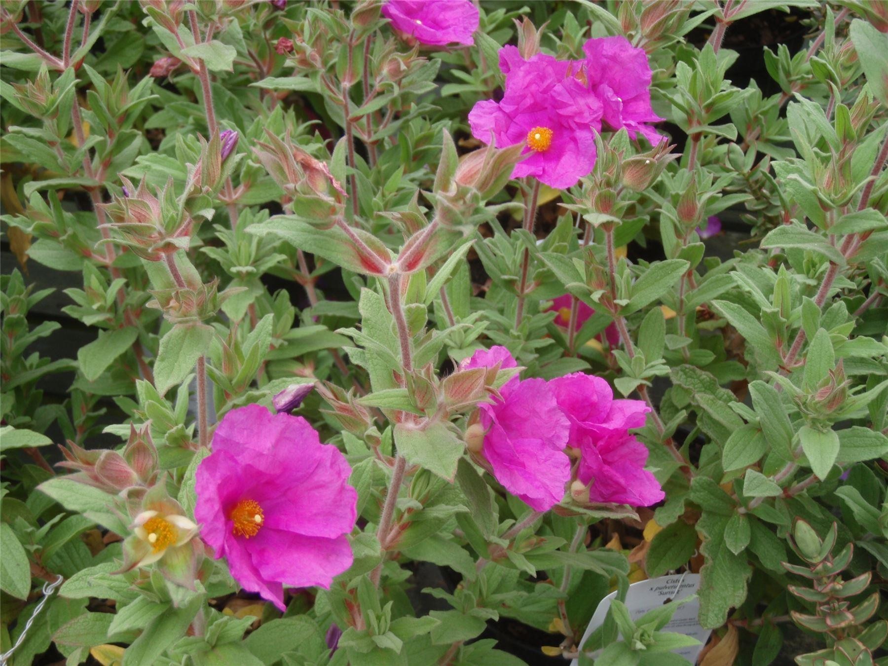 Cistus Sunset - Rock Rose