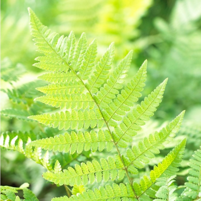 Dryopteris Remota