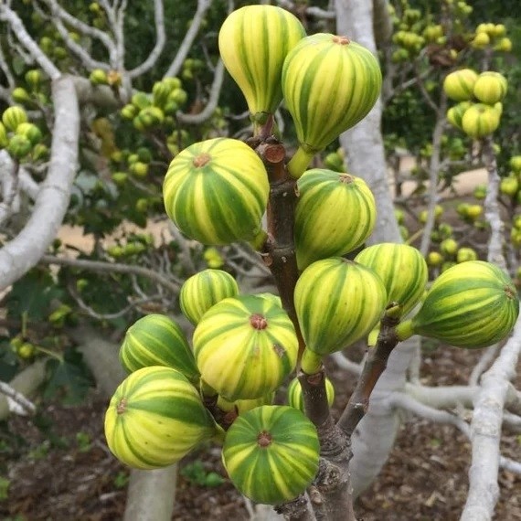 Fig Tree - Ficus carica Panachee - Striped Tiger Fig