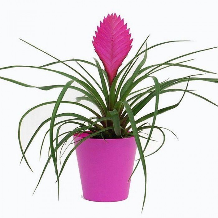Exotic Looking Bromelia - Tillandsia cyanea 'Anita' Plant