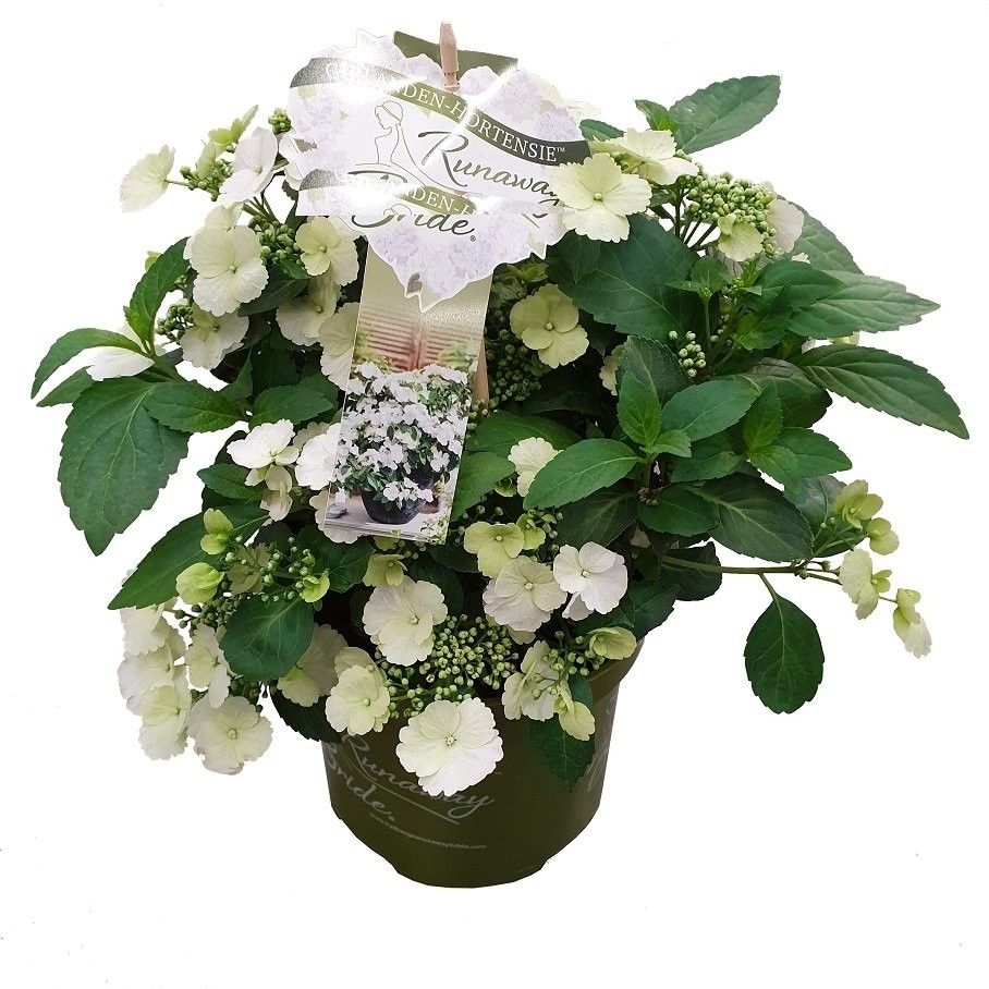 Hydrangea Runaway Bride® - Snow White