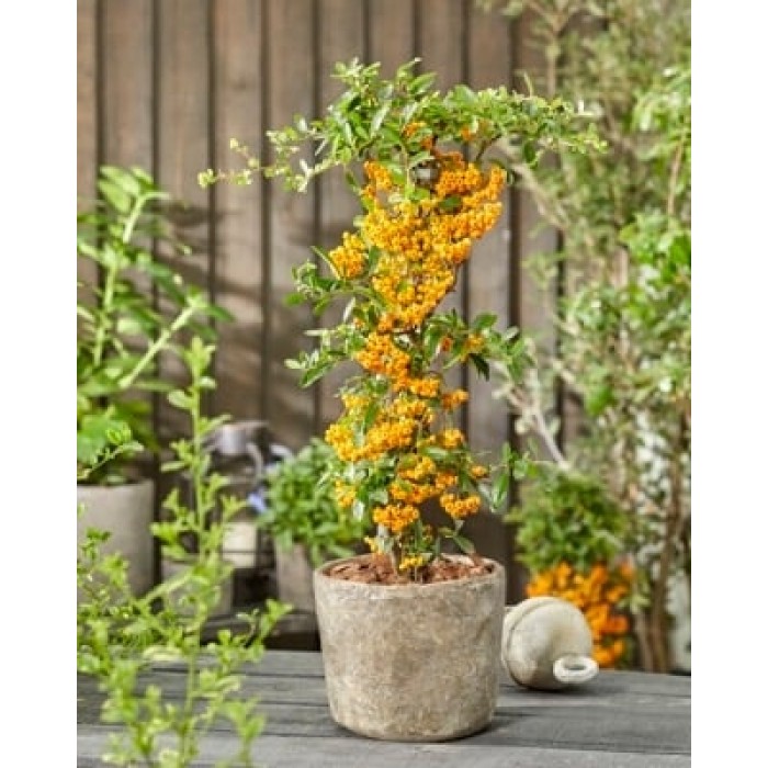 Pyracantha Sunny Star - Firethorn