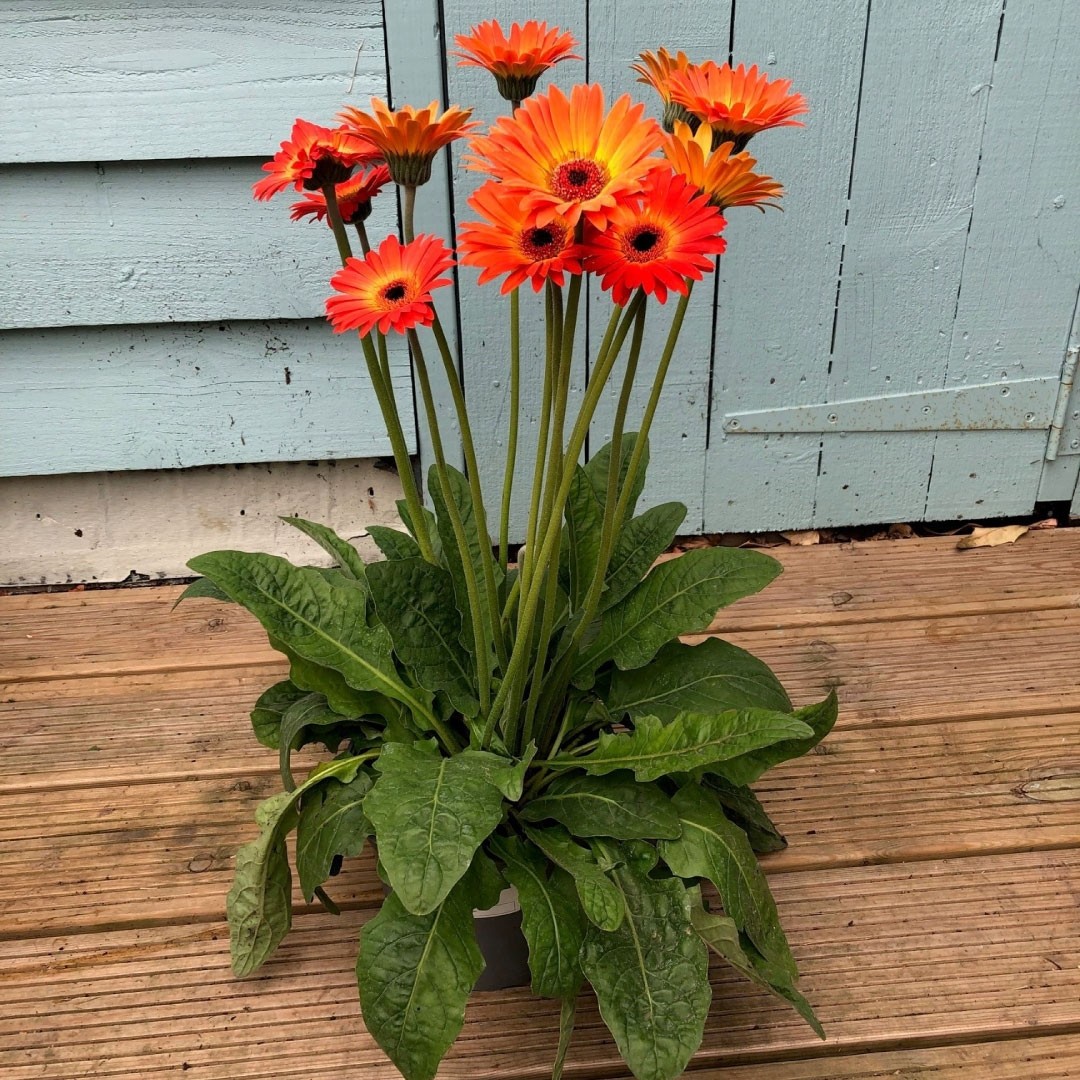 Orange Gerbera Garvinea Sunset - Beautiful Hardy Gerbera with Giant ...