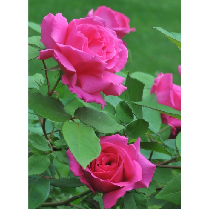 Climbing Rose Zephirine Drouhin - The Thornless Rose