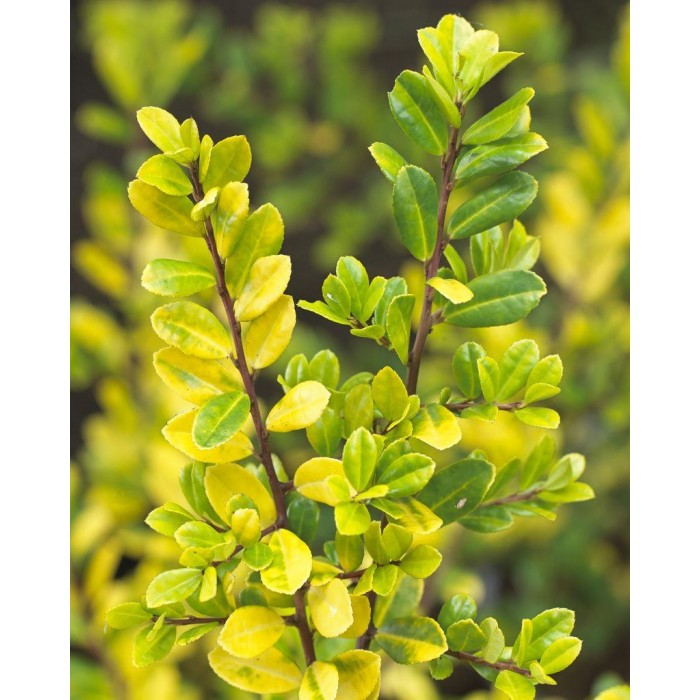 Ilex crenata Golden Gem
