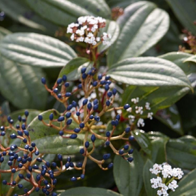 Evergreen Viburnum davidii - Hardy Shrub
