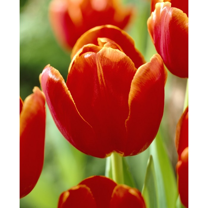 Tulip 'Verandi' - Pack of 12 Bulbs