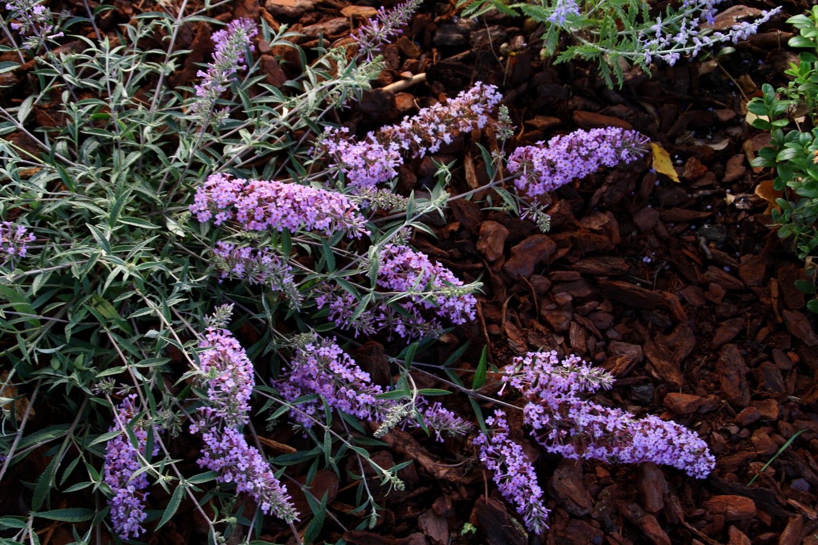 Buddleja Flutterby Flow - Lavender Flow Butterfly Bush Buddleja