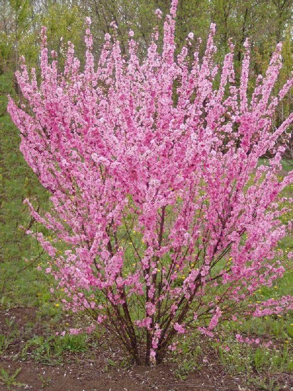 Prunus triloba 'Rosemund' - Compact Double Flowering Cherry-Almond SHRUB