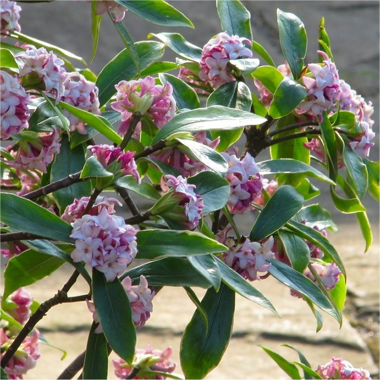 Daphne odora - Fragrant Hardy Evergreen Shrub