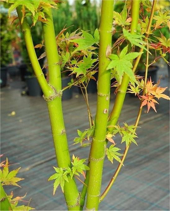 Acer palmatum Going Green - Autumn Orange