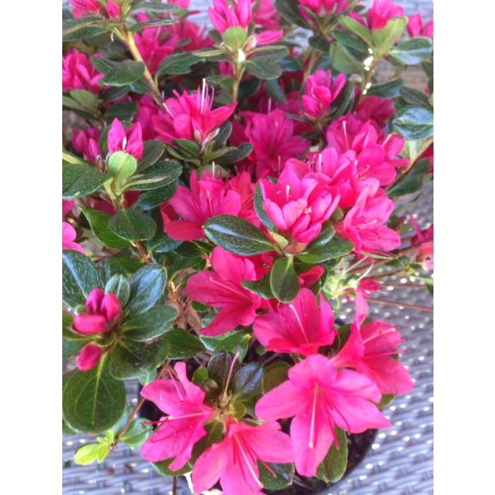 Azalea japonica 'Red Bird' - Evergreen Japanese Azalea - Pack of THREE ...