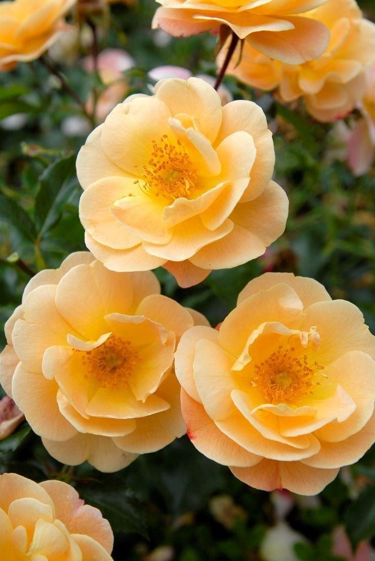 Rose Flower Carpet Amber