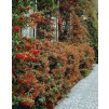 Pyracantha Red Column - Firethorn