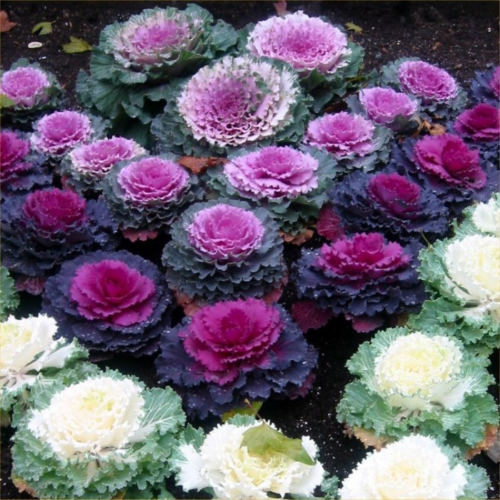 Ornamental Brassica Cabbage Selection - Pack of THREE Plants