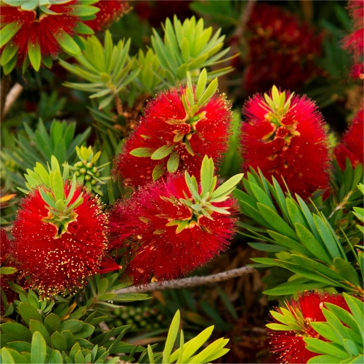 Patio Standard Callistemon Tree - Red Australian Bottle Brush Tree