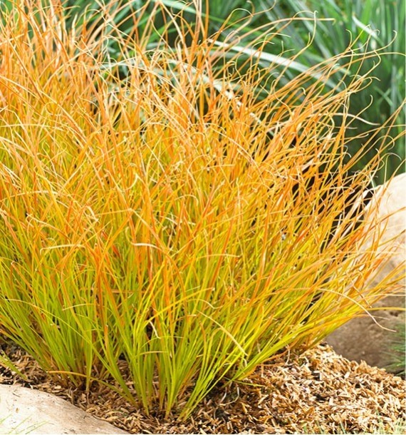Carex testacea 'Prairie Fire'
