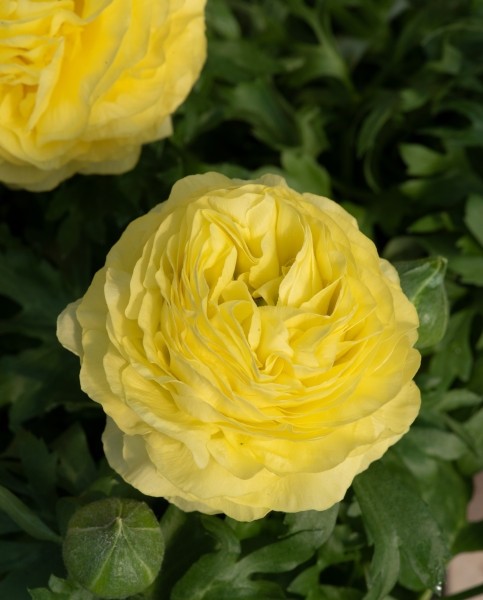 Ranunculus Lemonade in Bud & Bloom