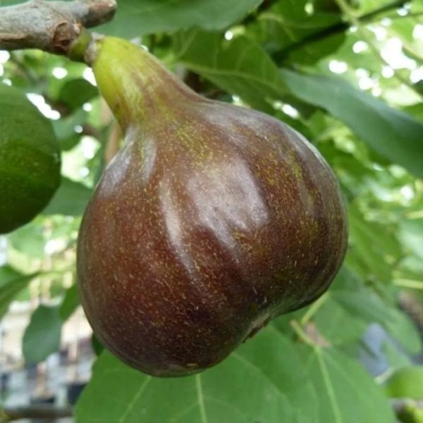Fig, Pomegranate & Sharon Fruit